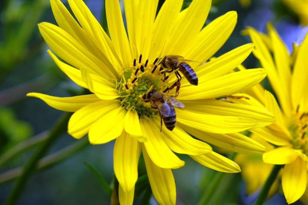 Getting to Know the Bee Friendly Plants - BeeKeepClub