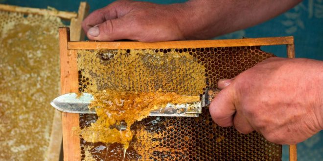 Best Honey Uncapping Knives - Top 10 Picks for (2020) - BeeKeepClub