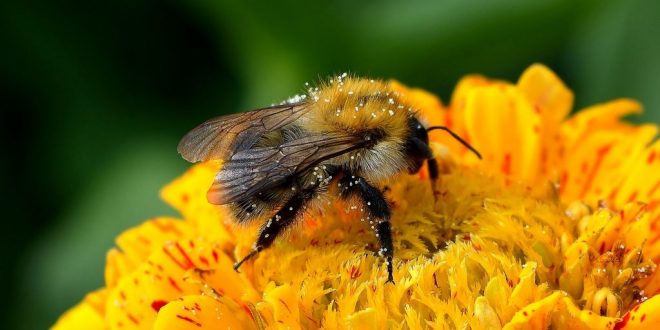 Top 10 Best Pollen Traps for Beekeeping (2020) - BeeKeepClub