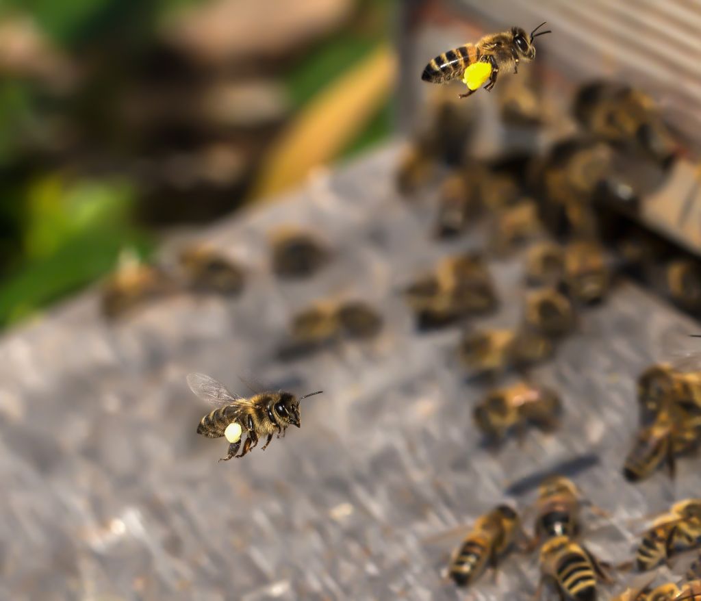 How Bees Work: Understanding the Honeybee Social Structure