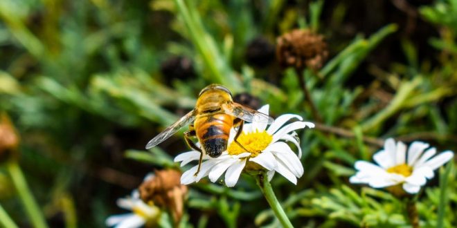 How the Bee Population Increase Benefits the Environment