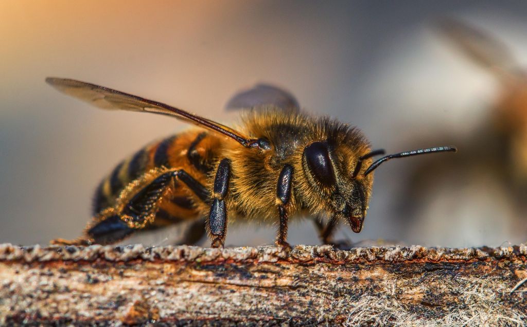 50 Beekeeping Tips that Will Make You a Successful Beekeeper