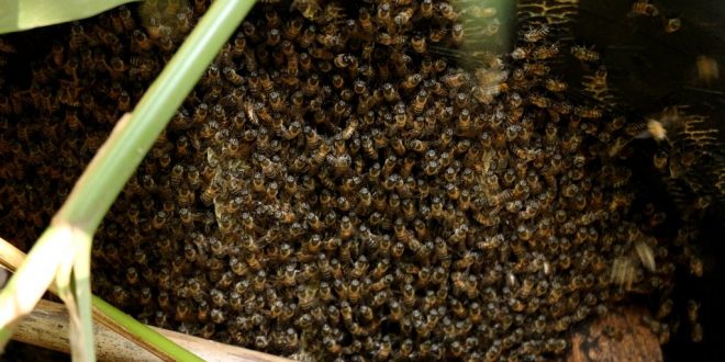 Best Swarm Lures - Reviews and Top Picks (2020) - BeeKeepClub