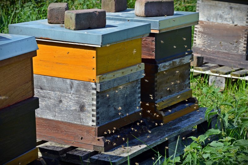 Beginning Beekeeping Supplies - Choosing your Equipment