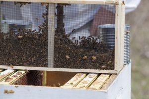 How to Install Package Bees – The Beginners Guide
