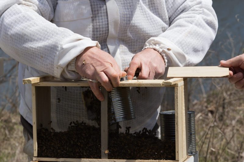 How to Install Package Bees – The Beginners Guide