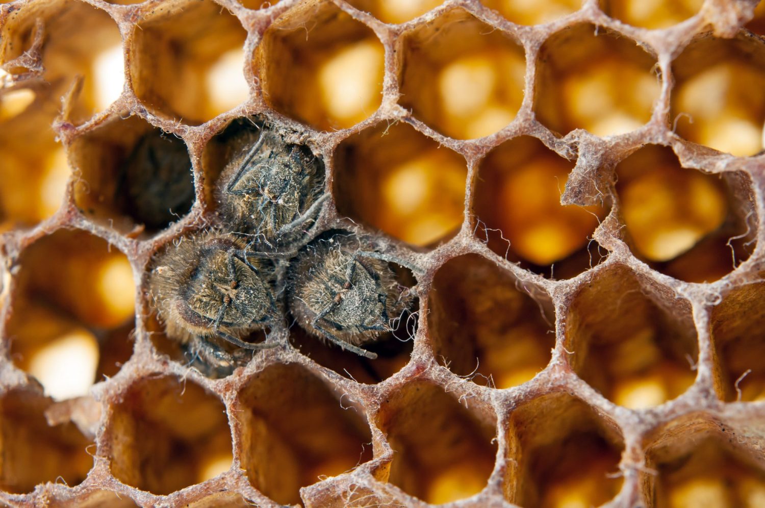 Apistan vs Apivar Comparison Review - BeeKeepClub