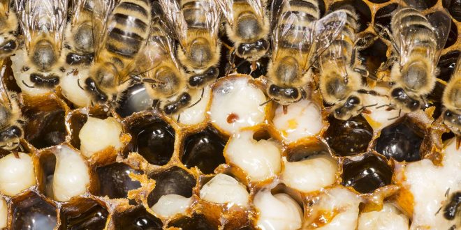 Apivar vs Apiguard Comparison Review - BeeKeepClub