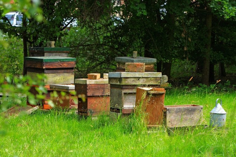 Where to Place a Beehive – Rural, Urban and Suburban Areas