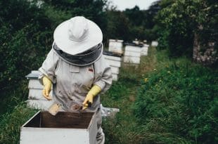 Medieval Beekeeping – The History of Beekeeping