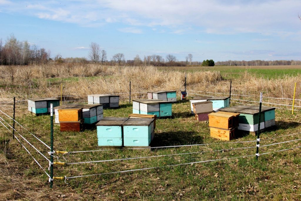 How to Protect Honeybees from Bears - BeeKeepClub
