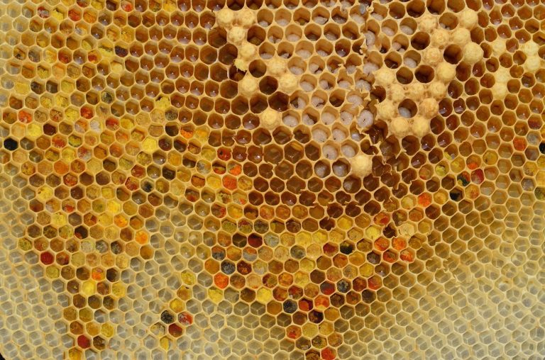 Understanding the Honeybee Brood Nest - BeeKeepClub