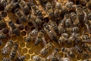 How to Encourage Honeybees to Build Comb - BeeKeepClub