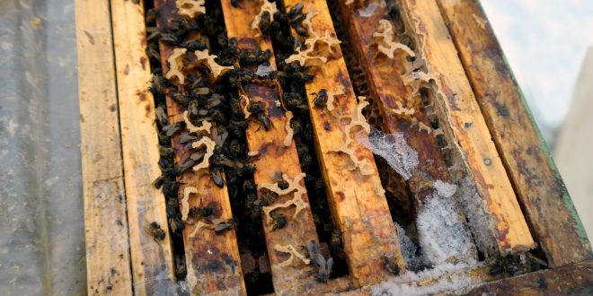 How to Clean a Dead Beehive and Reuse it - BeeKeepClub