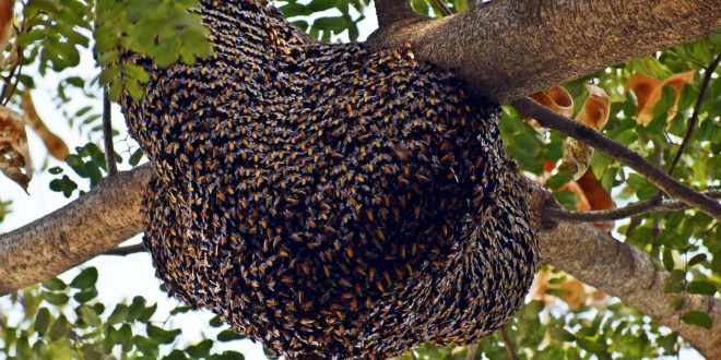 How to Attract and Catch a Swarm of Bees - BeeKeepClub