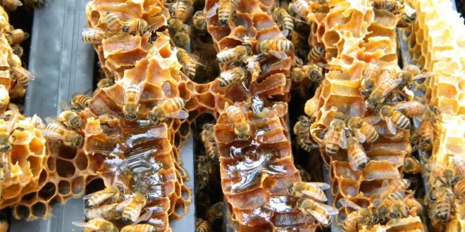 What is Bridge Comb and How to Remove it? - BeeKeepClub