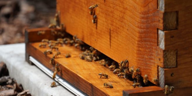How to Build a Beehive Bottom Board for Langstroth Hives