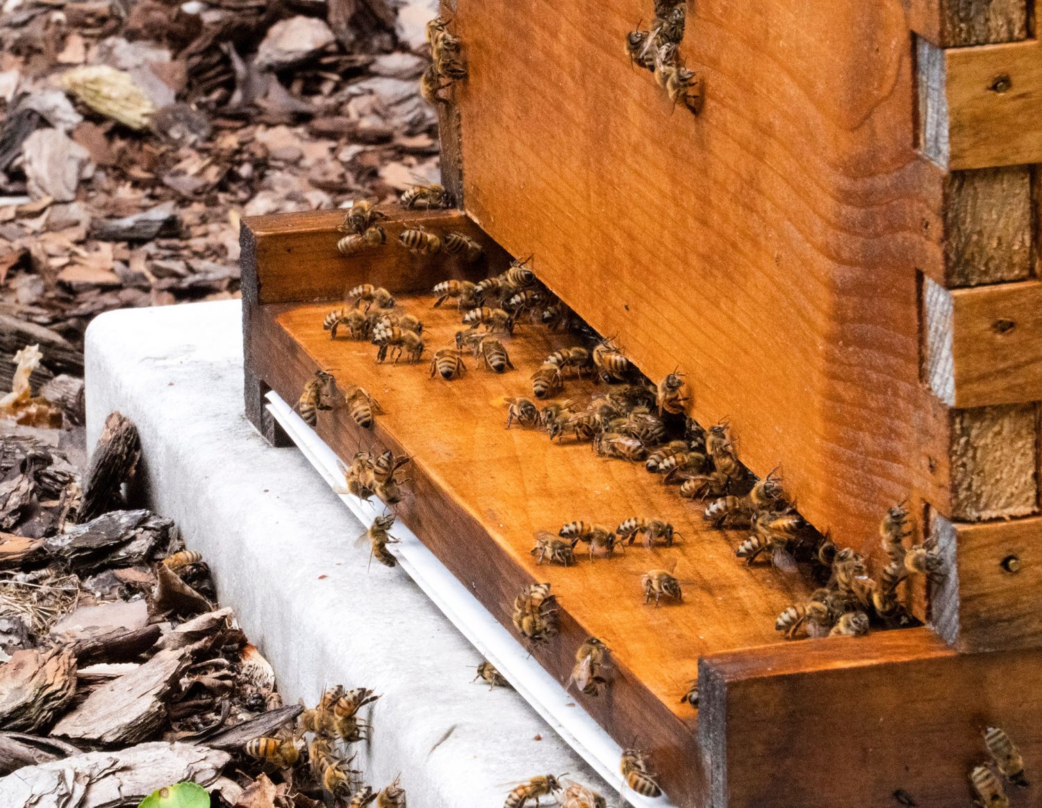 Bottom Boards for Langstroth Beehives