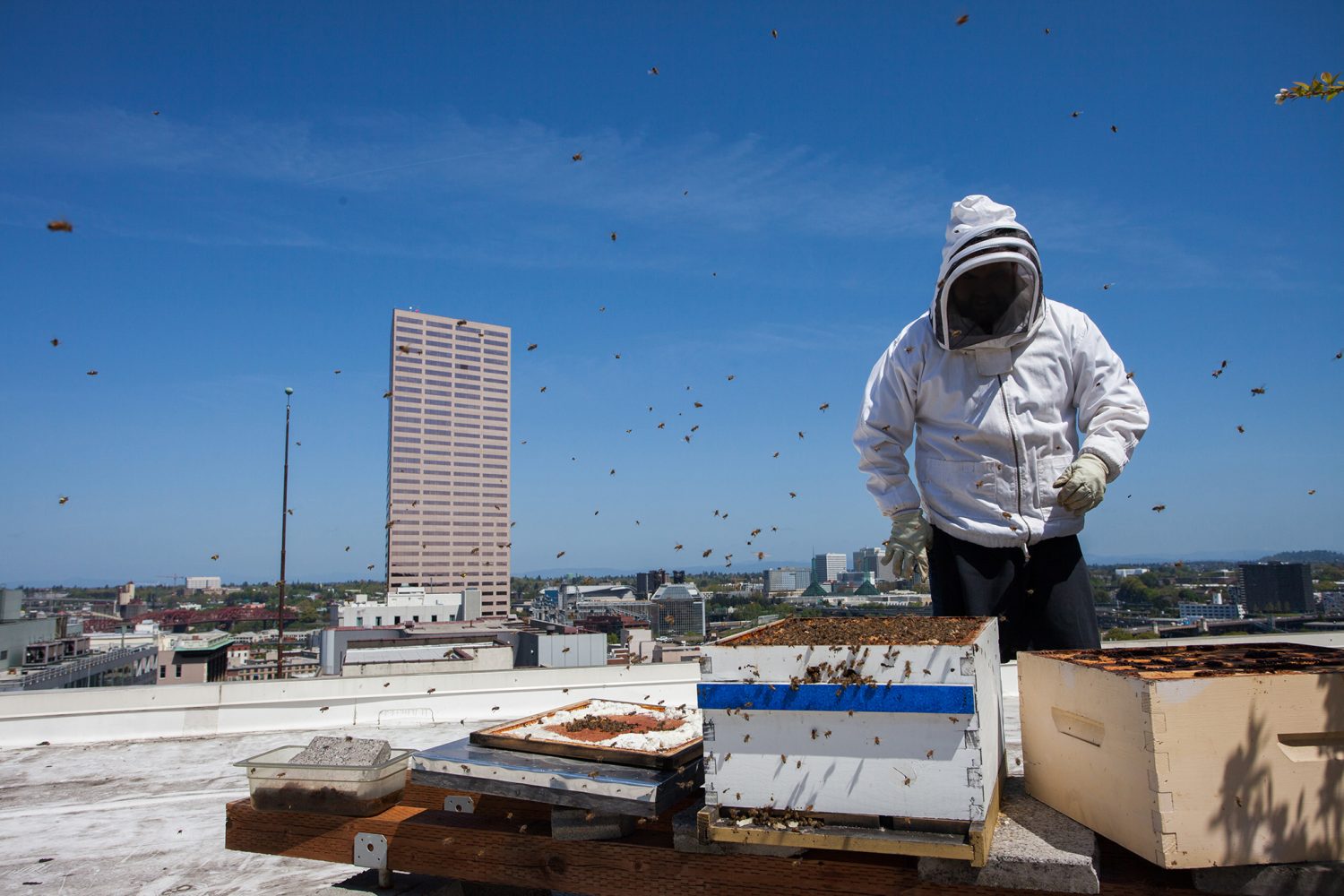An Introduction to Urban Rooftop Beekeeping - BeeKeepClub An Introduction to Urban Rooftop Beekeeping - BeeKeepClub