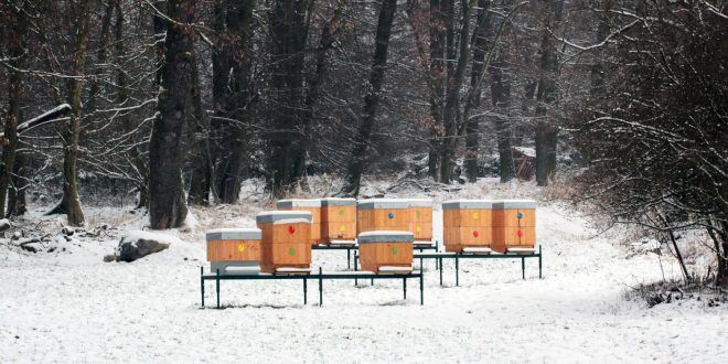 Top 5 Best Beehive Heaters for Winter (2020) - BeeKeepClub