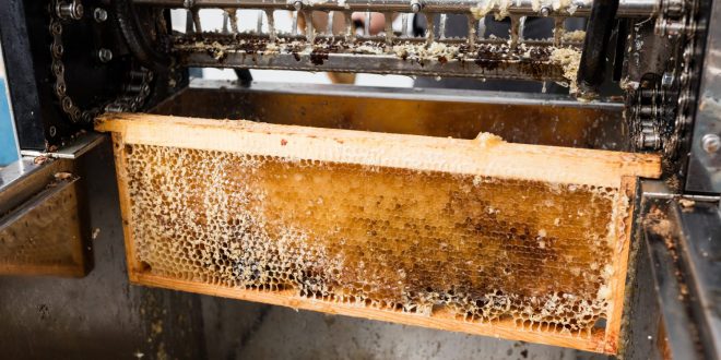 Best Honey Uncapping Machines - Top Picks and Reviews (2020)