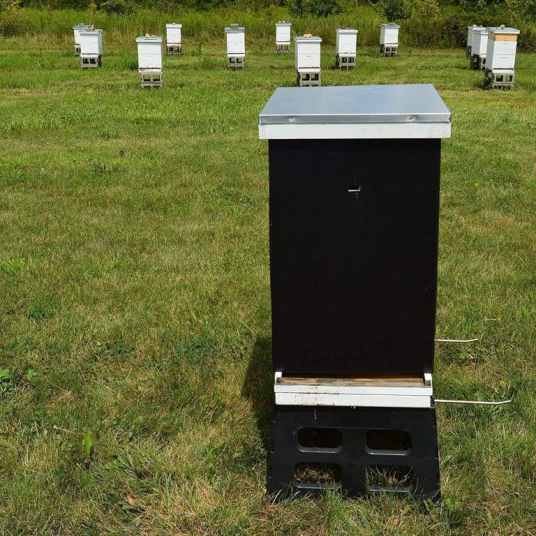 Beehive Winter Wraps for Insulation