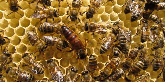 Clipping the Wings of Honeybee Queens - BeeKeepClub