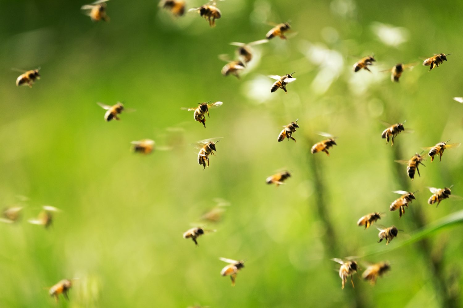 The Importance of Honey Bees in Agriculture - BeeKeepClub