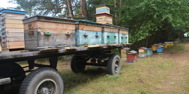 Trucking Bees - How to Move a Beehive - BeeKeepClub