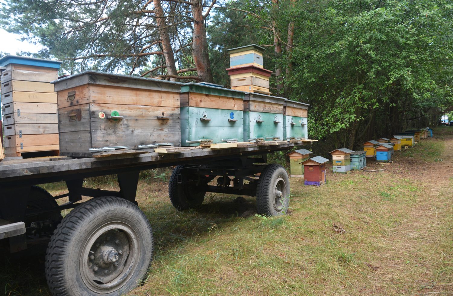 Trucking Bees – How to Move a Beehive - BeeKeepClub