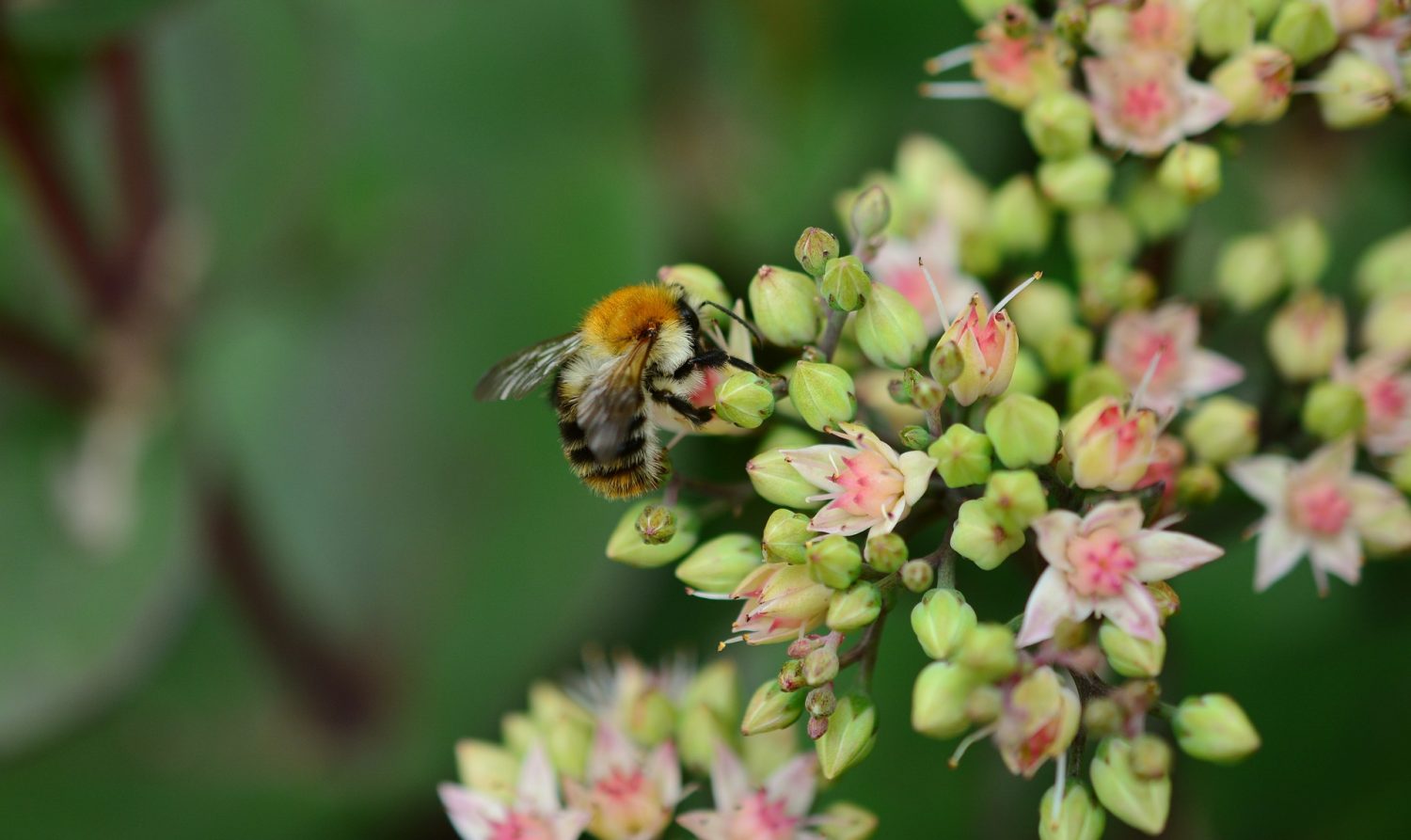 Best Bee Friendly Plants & Flowers for Your Garden