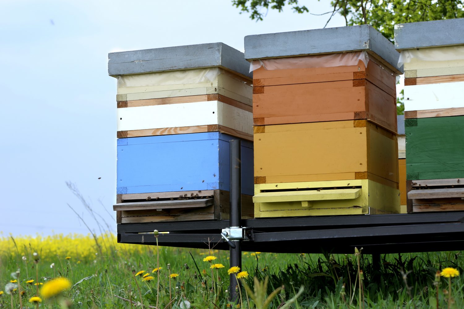 How to Build a Beehive Moving Screen - BeeKeepClub