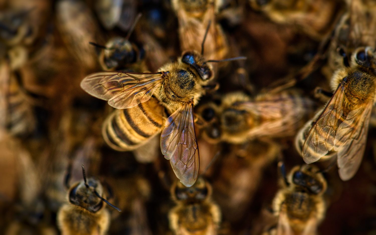 How To Make Your Beehive Thrive Beekeepclub