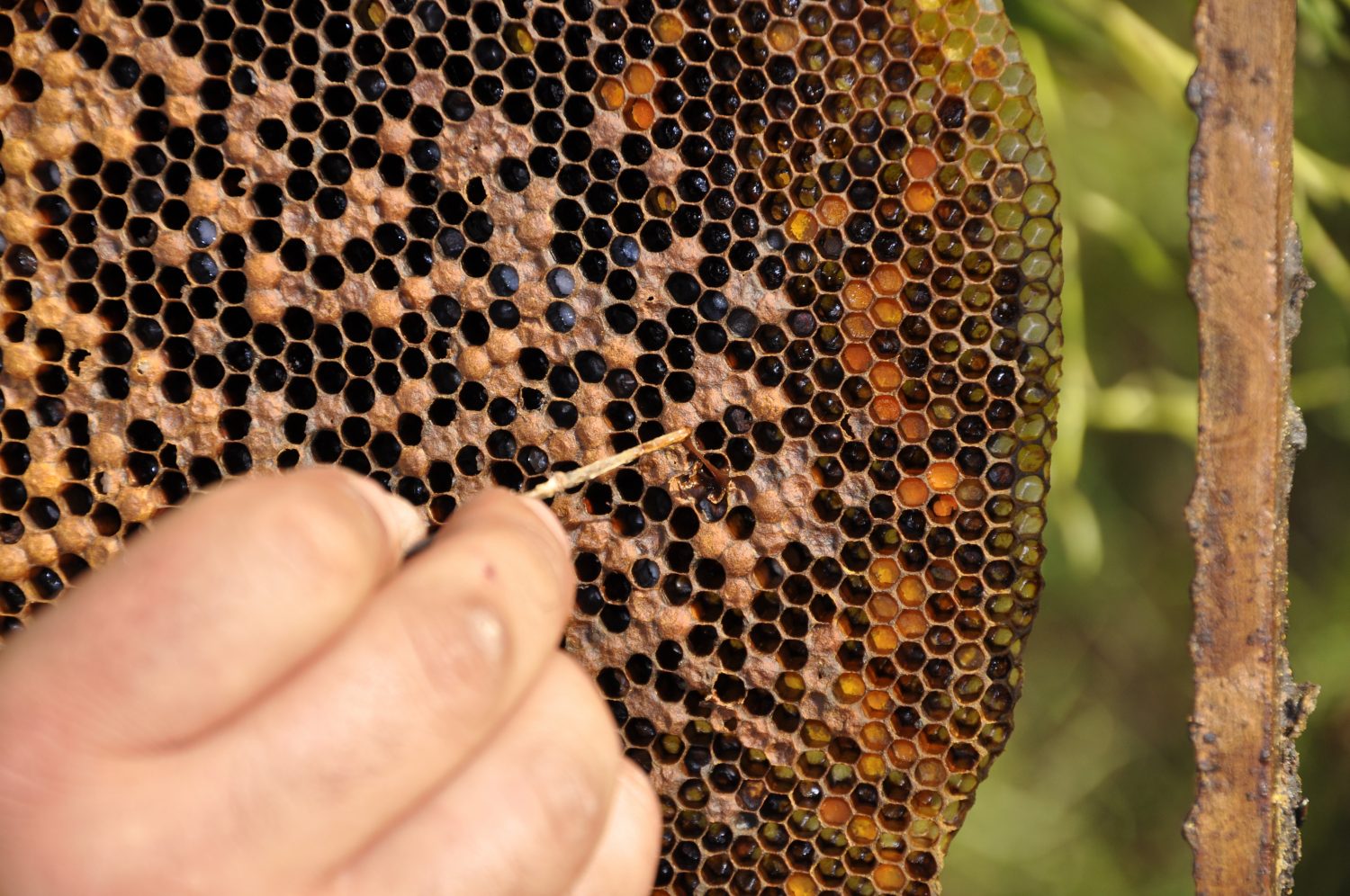 American Foulbrood Treatment and Management American Foulbrood Treatment and Management