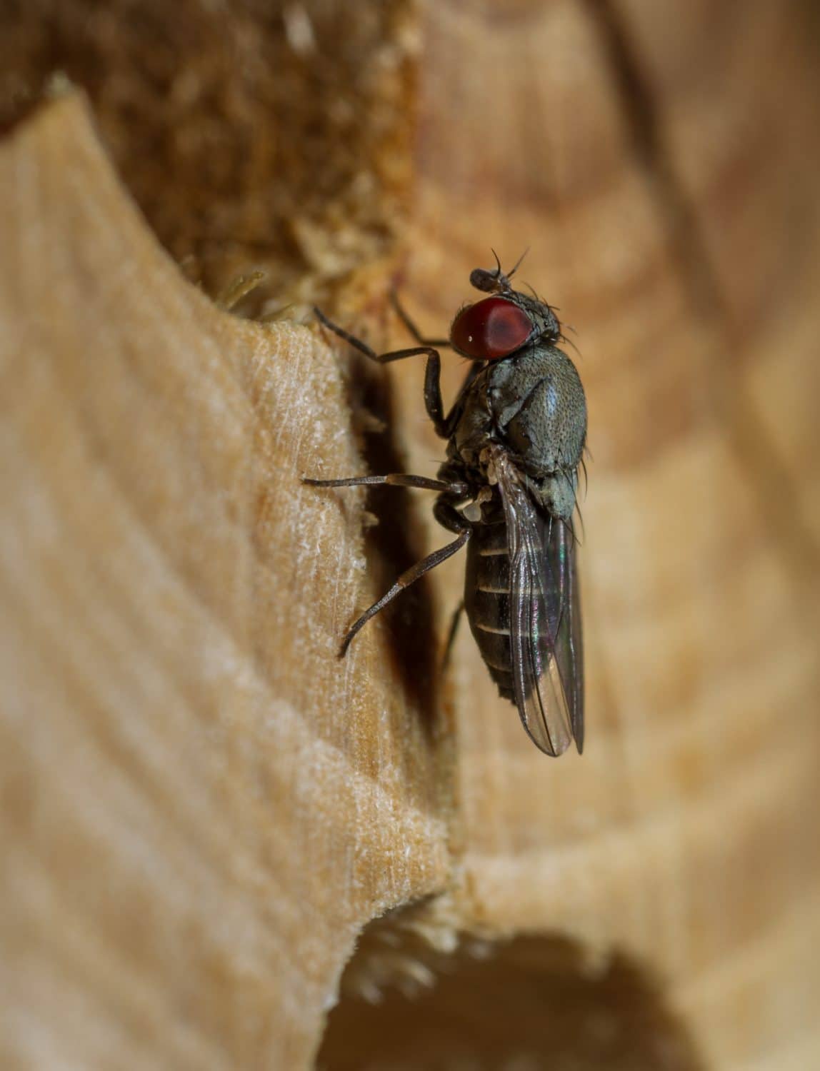An Overview of Mason Bee Pests, Parasites and Predators - BeeKeepClub