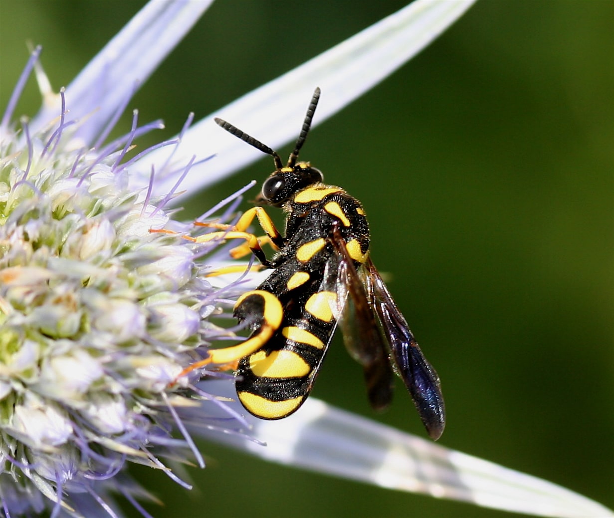 An Overview of Mason Bee Pests, Parasites and Predators