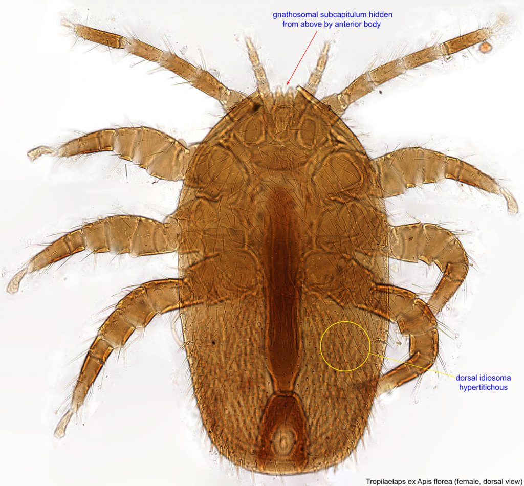Tropilaelaps Mite Treatment for Honey Bees - BeeKeepClub