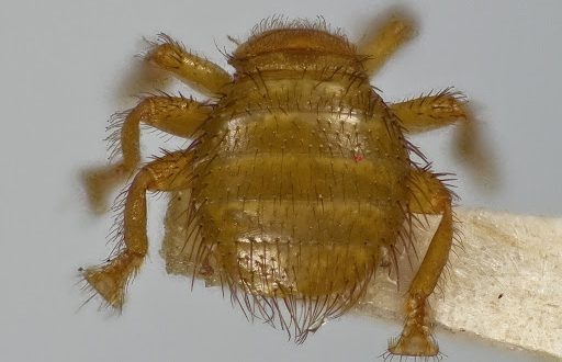 Bee Louse Treatment - Tips and Advice - BeeKeepClub