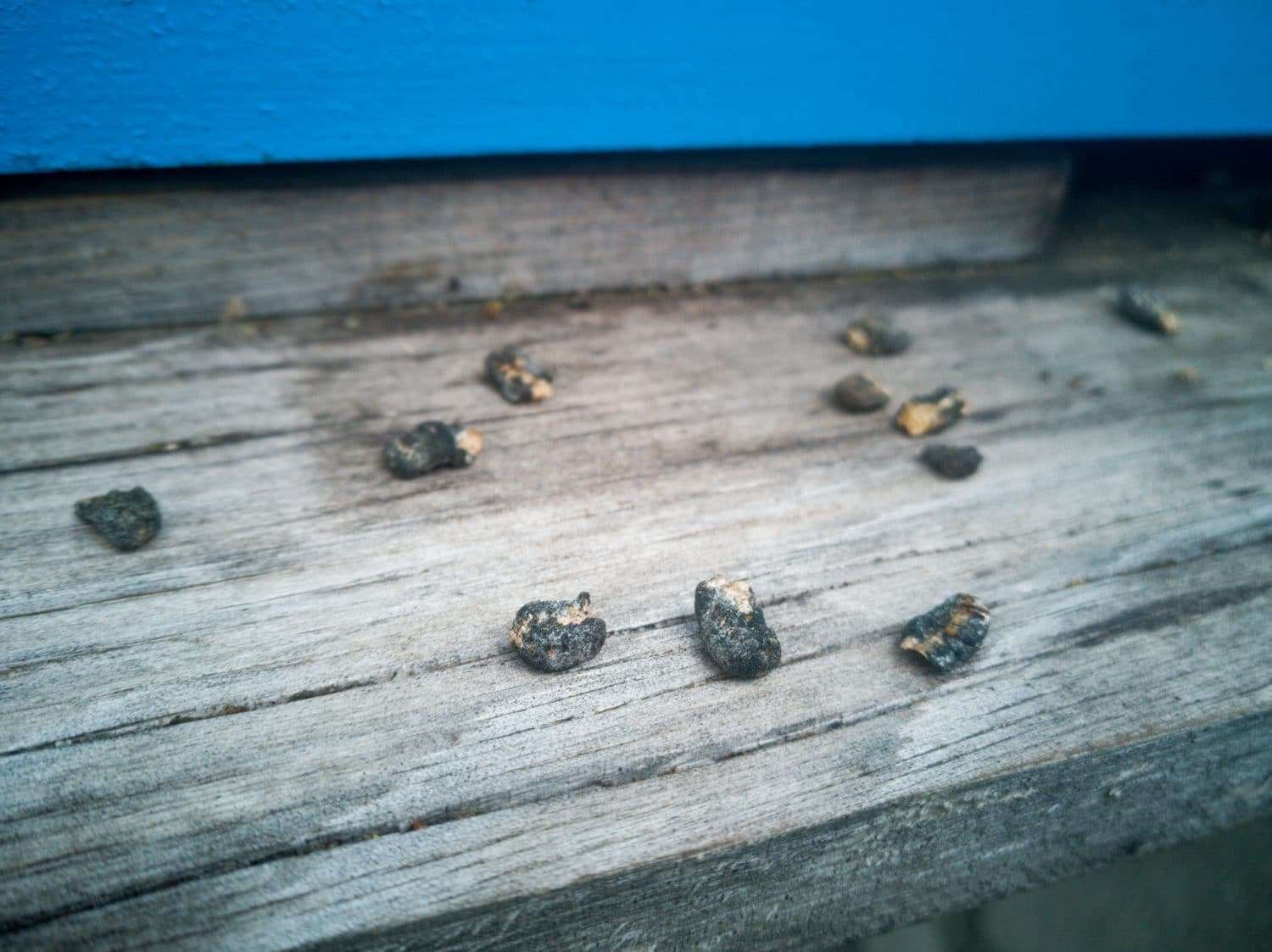 Chalkbrood Disease Treatment for Honey and Mason Bees