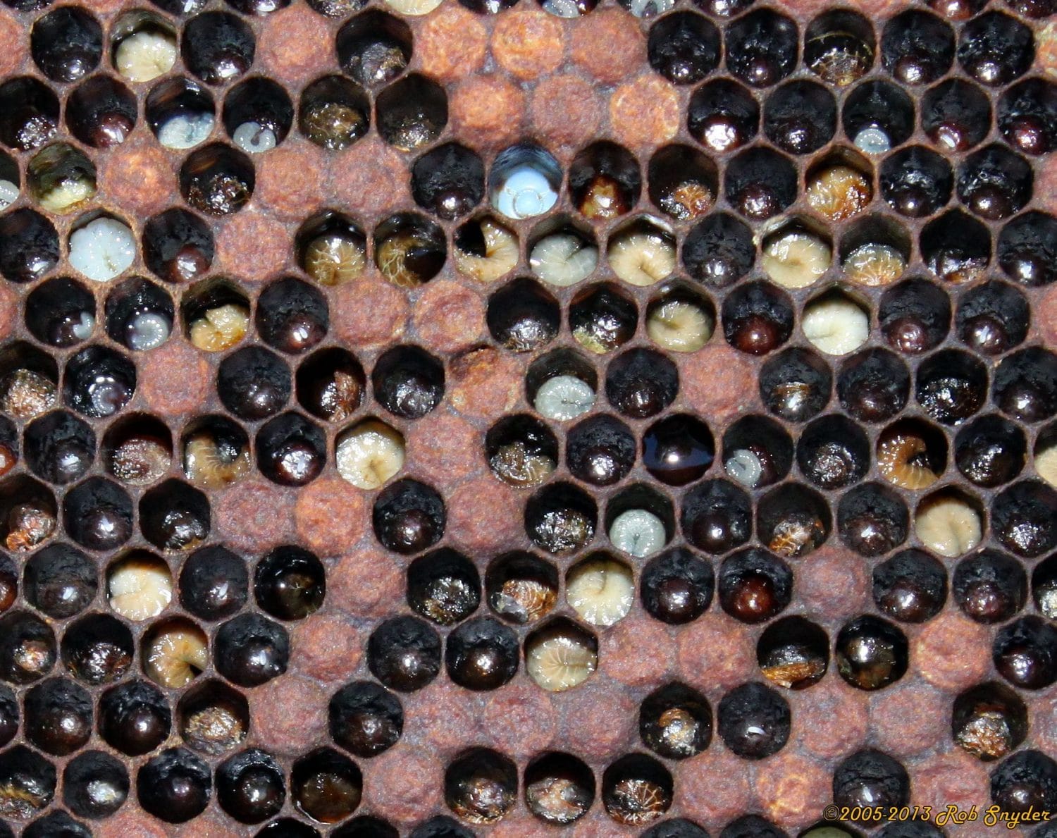 European Foulbrood Treatment and Management European Foulbrood Treatment and Management