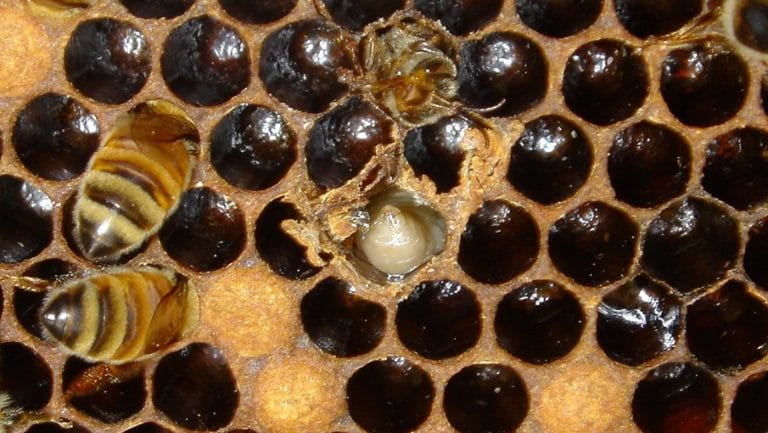 Analyzing Honeycomb: Brood Comb/Cells - BeeKeepClub