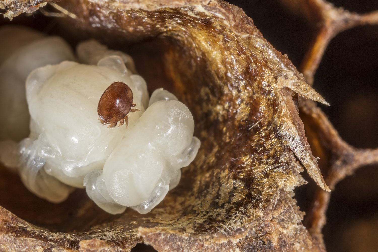 Varroosis Treatment in Honeybee Colonies - BeeKeepClub