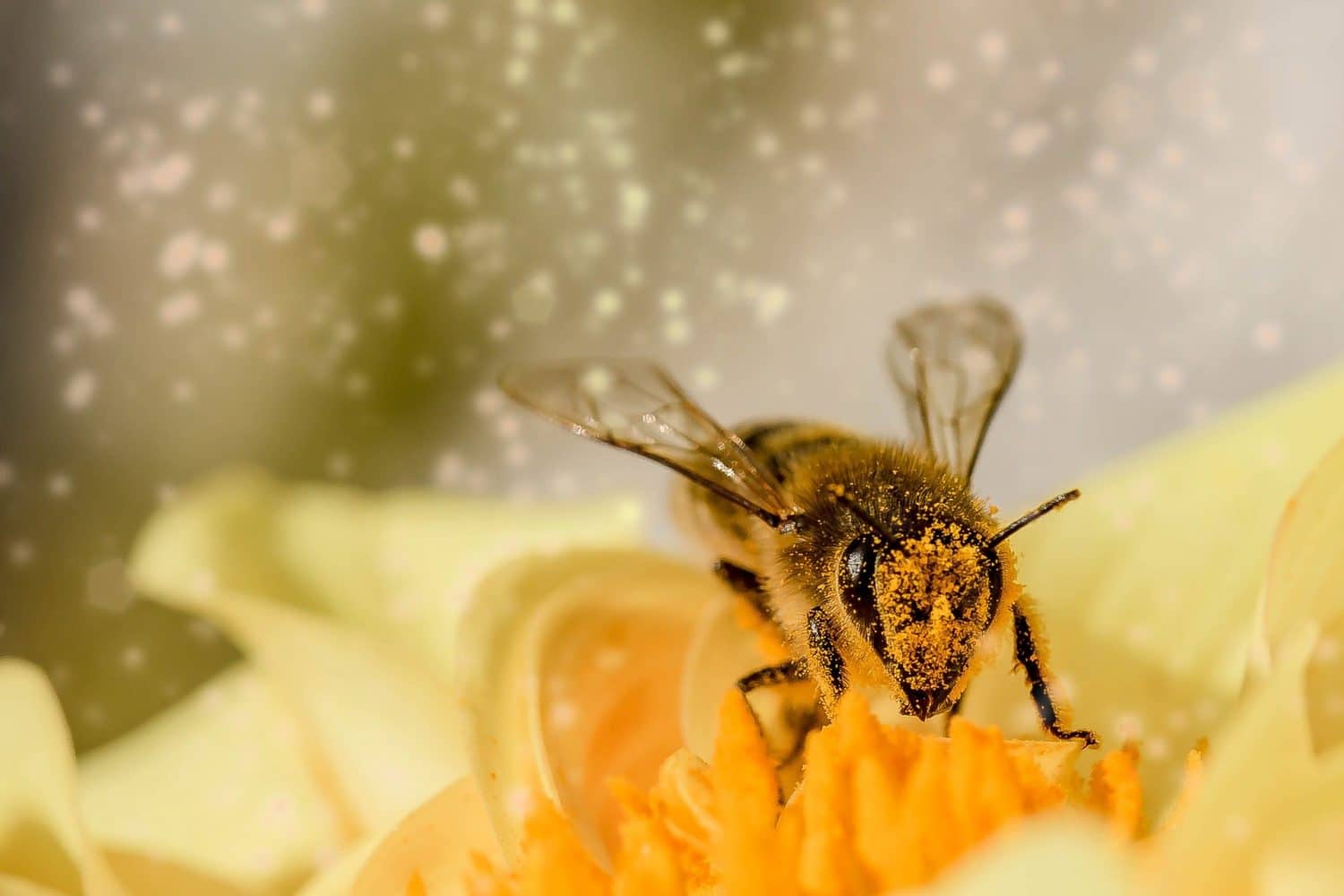 How to Harvest Pollen from Bees – Beginner’s Guide