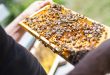 Getting Started in Beekeeping - The Beginner's Journey - BeeKeepClub