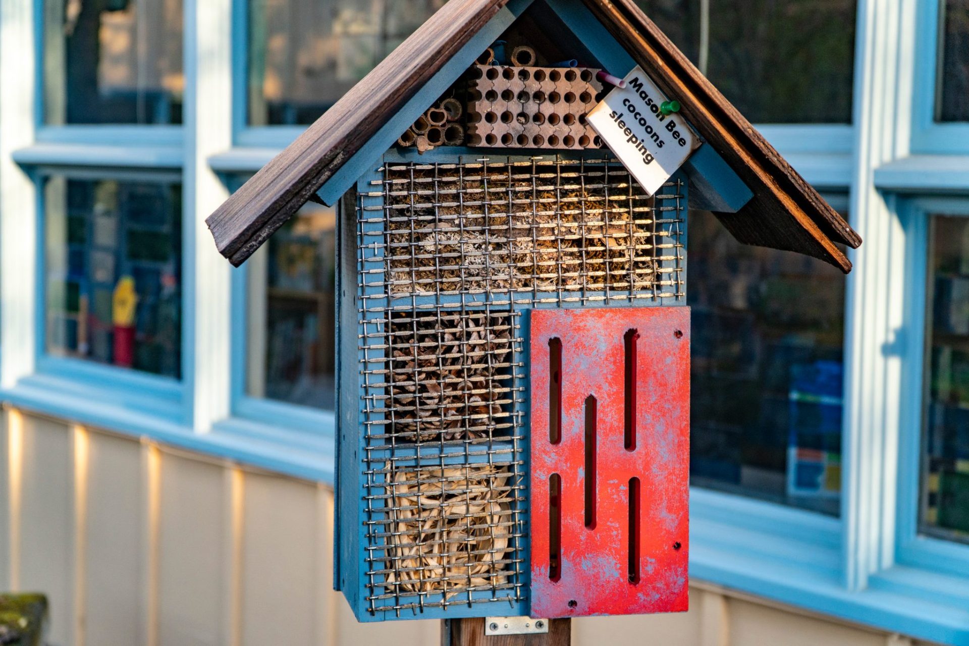 How to Wash and Store Mason Bee Cocoons - BeeKeepClub