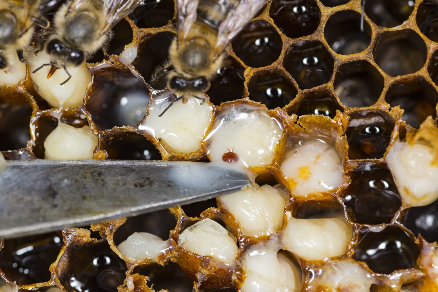 How the Cloudy Wing Virus Affect Honey Bees - BeeKeepClub