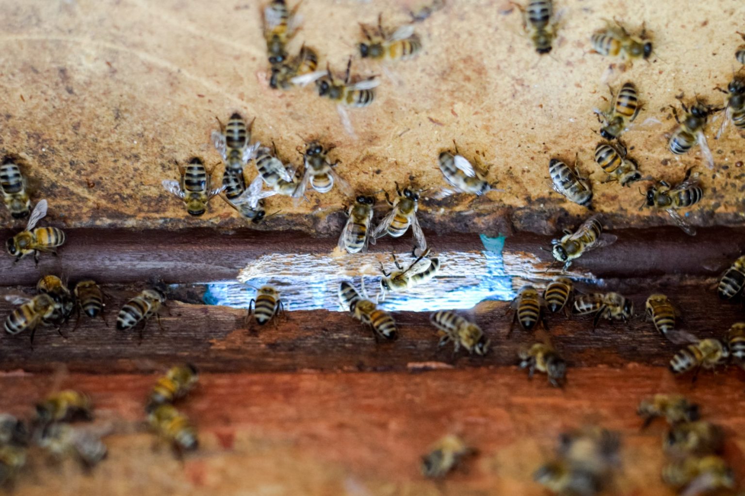 The Importance of Beehive Ventilation - BeeKeepClub