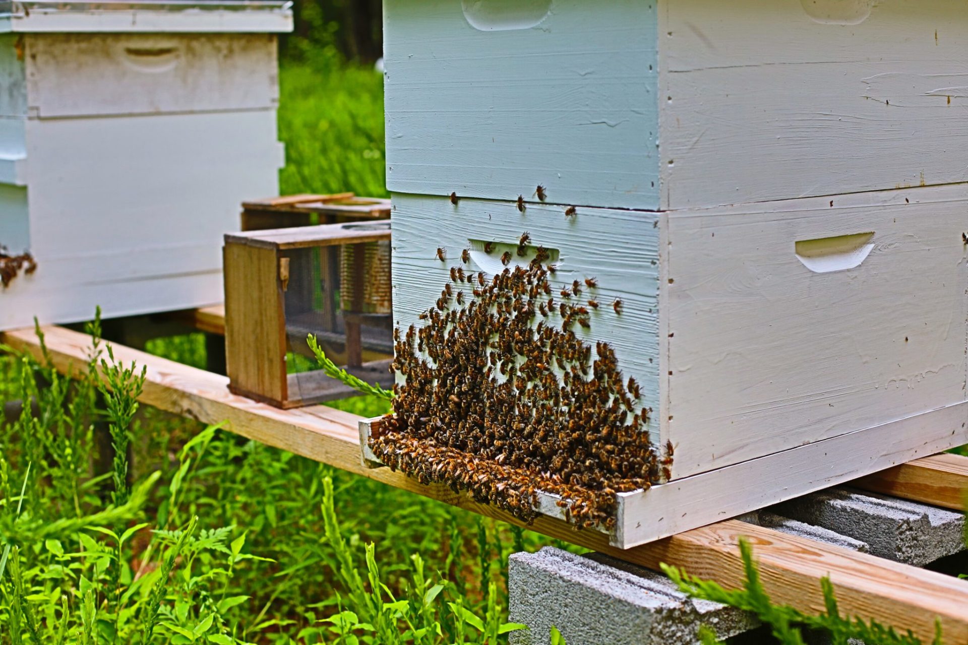 Bee Bearding: An Overview for Beekeepers - BeeKeepClub