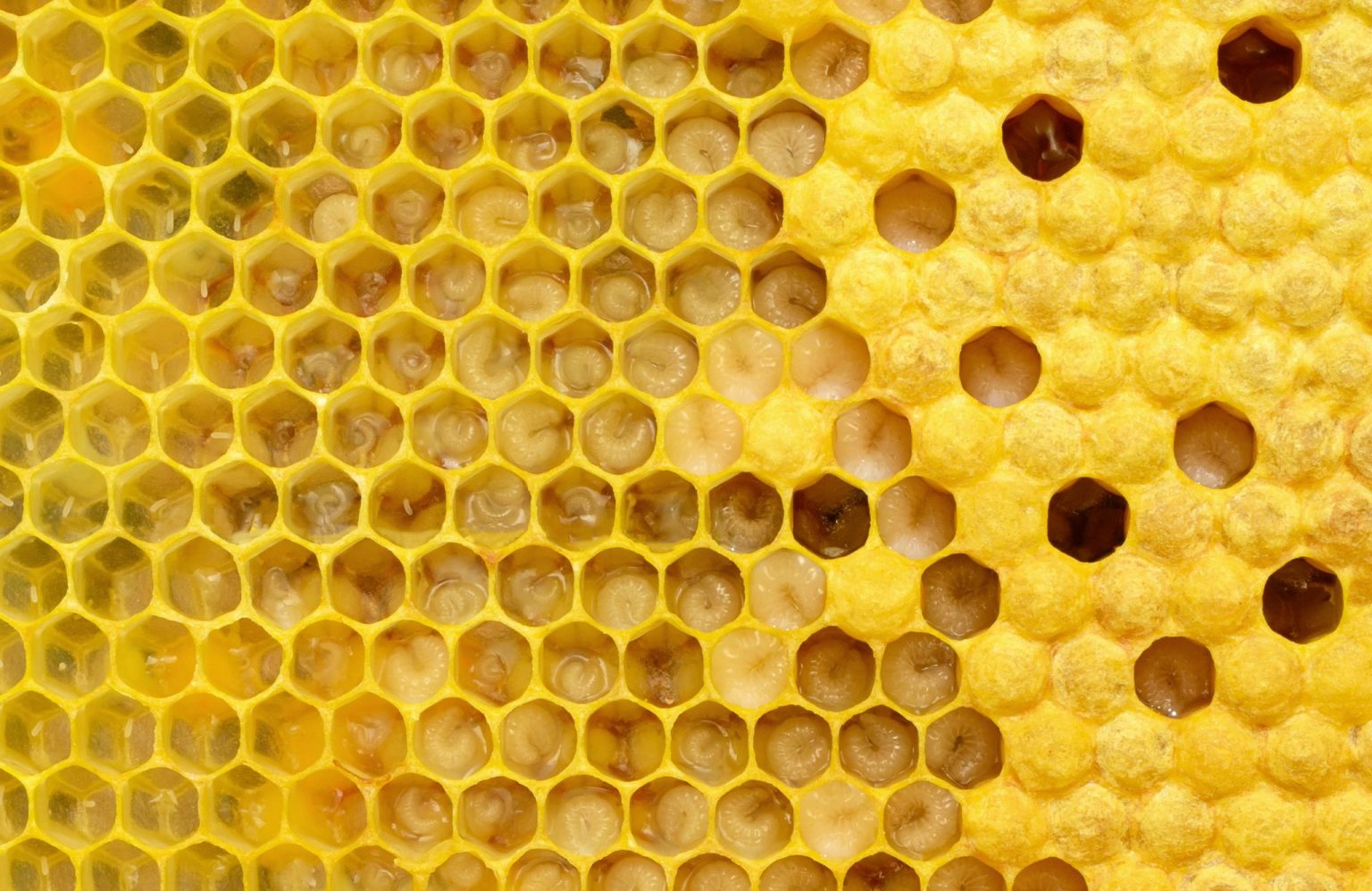 Reading Beehive Frames: Identifying Cells at a Glance