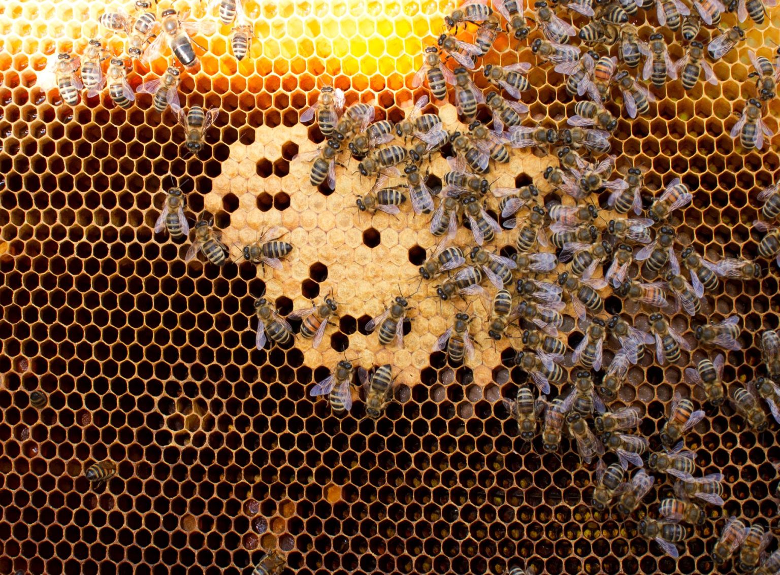 Reading Beehive Frames: Identifying Cells at a Glance